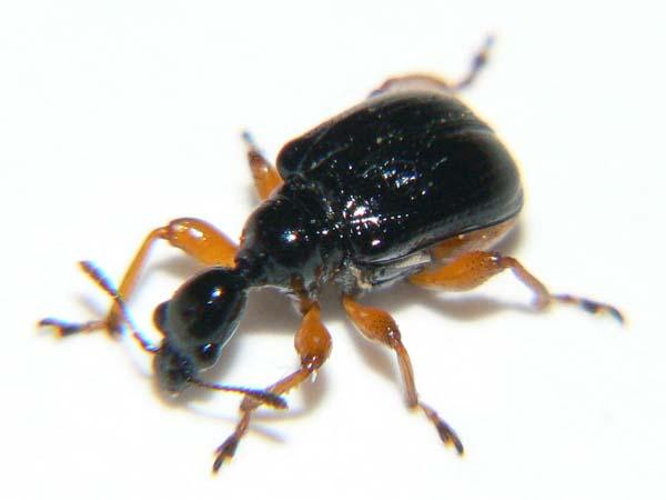 ヒメクロオトシブミ - 昆虫研究所