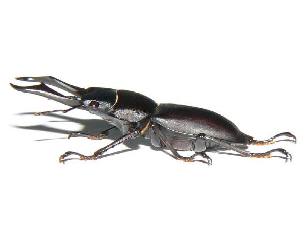 コクワガタ - 昆虫研究所