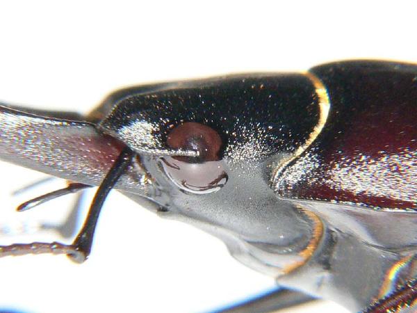 コクワガタ - 昆虫研究所