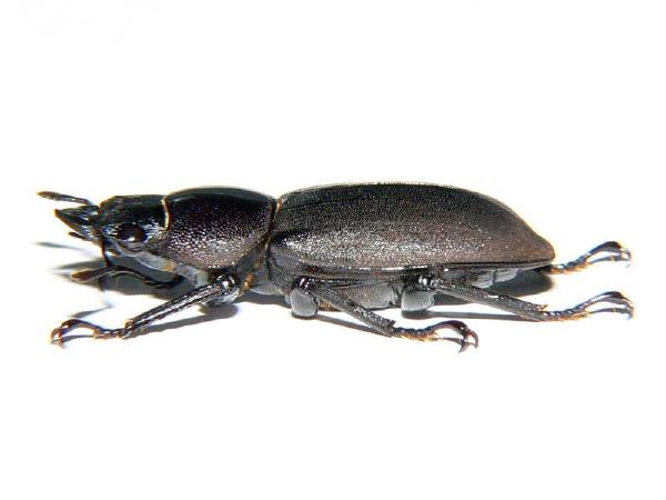 コクワガタ - 昆虫研究所